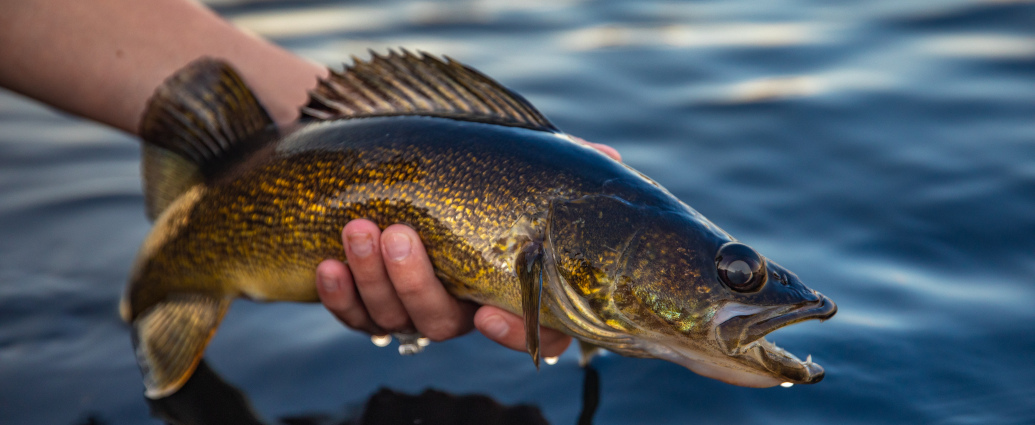 Glaciers, Kettle Lakes, and Walleye: A Vision for Tomorrow ...